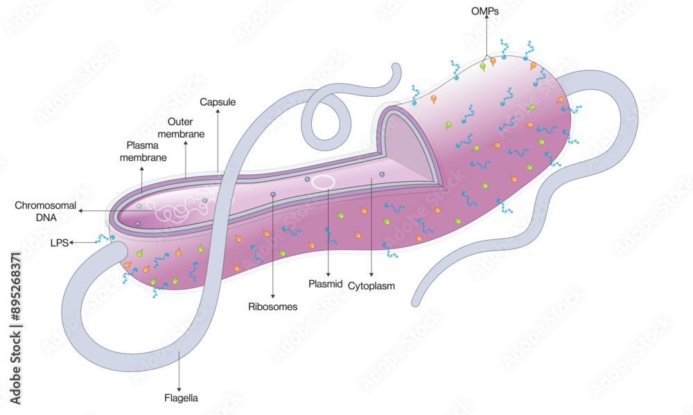 Detailed and Labeled Vector Illustration of Campylobacter Jejuni ...