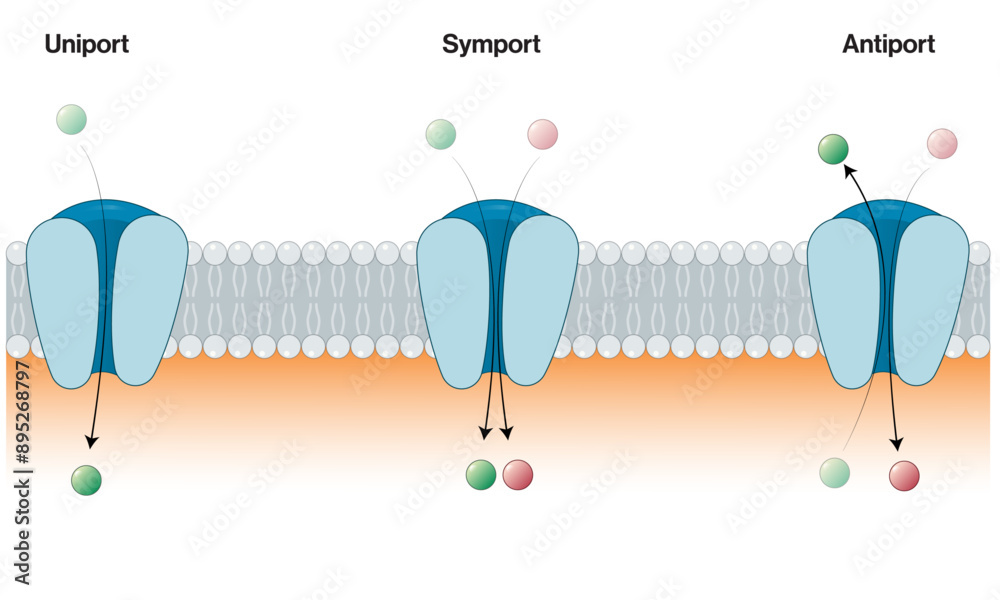 Detailed Vector Illustration of Uniport, Symport, and Antiport ...