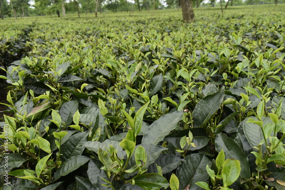 Monabarie Tea Estate at Biswanath District of Assam is Asia's Largest ...