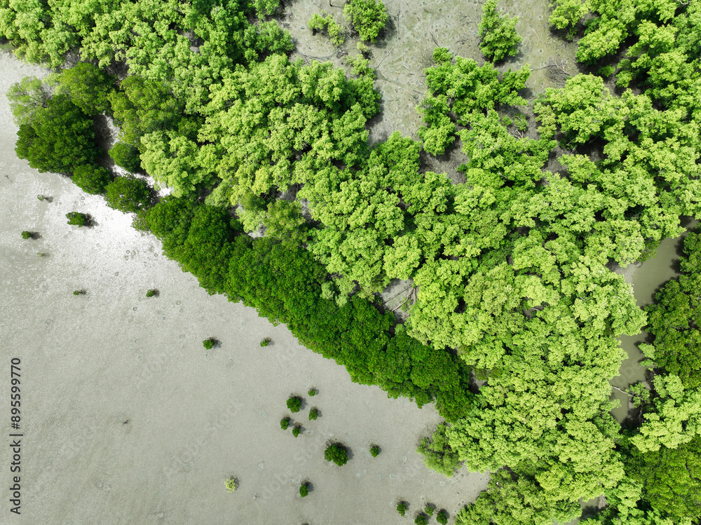 Aerial top view of green mangrove forest. Mangrove ecosystem. Natural ...