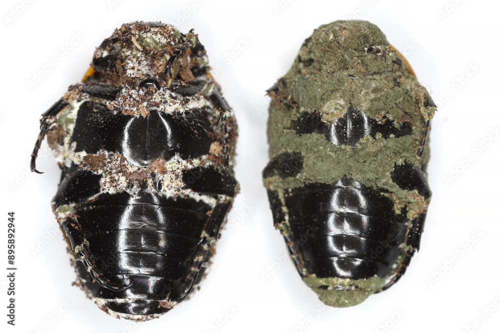 Beetles (Pachnoda) killed by entomopathogenic fungi of the genera ...