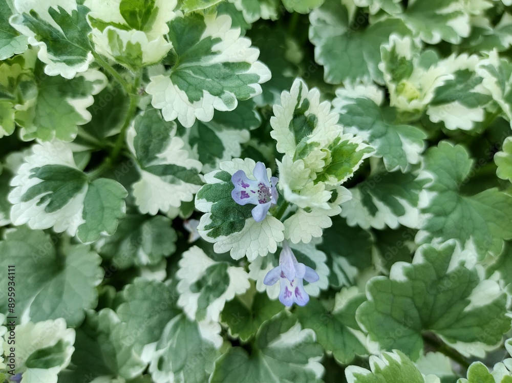 Glechoma hederacea 'Variegata' Stock Photo | Adobe Stock