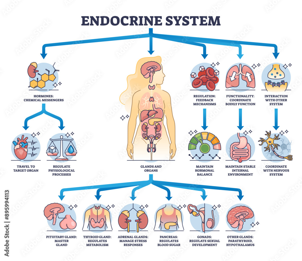 Endocrine system with body glands and organs functions outline diagram ...