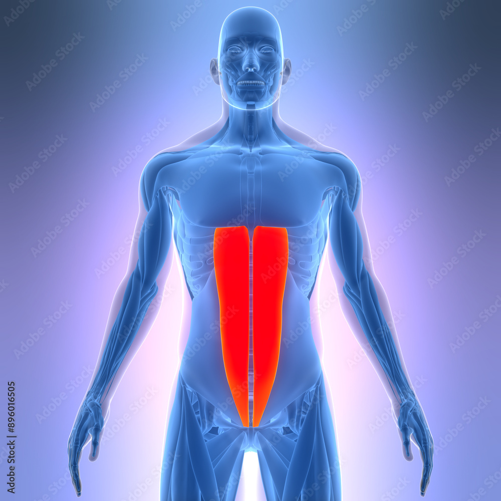 Human Muscular System Torso Muscles Rectus Abdominis Muscle Anatomy ...