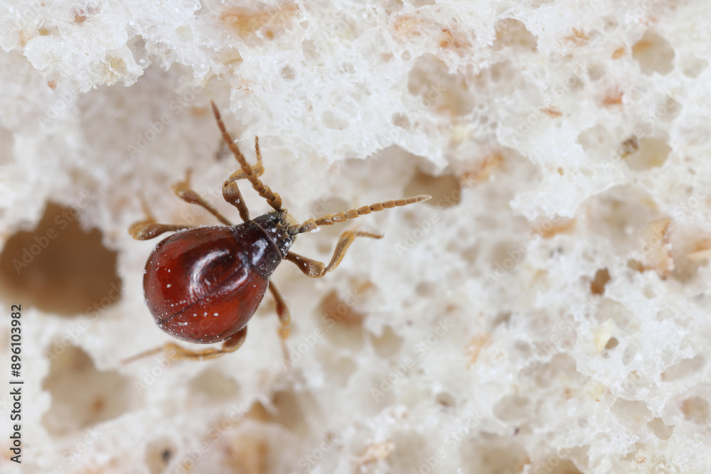 Smooth spider beetle, Hump beetle, Shiny spider beetle (Gibbium ...