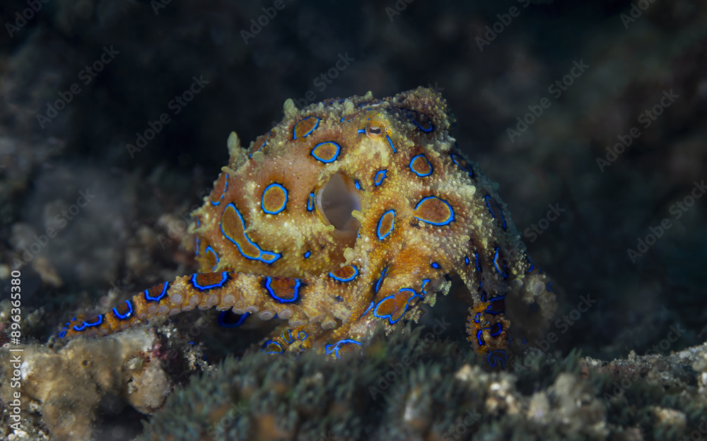 Impressive blue-ringed octopus warning of its danger showing all its ...