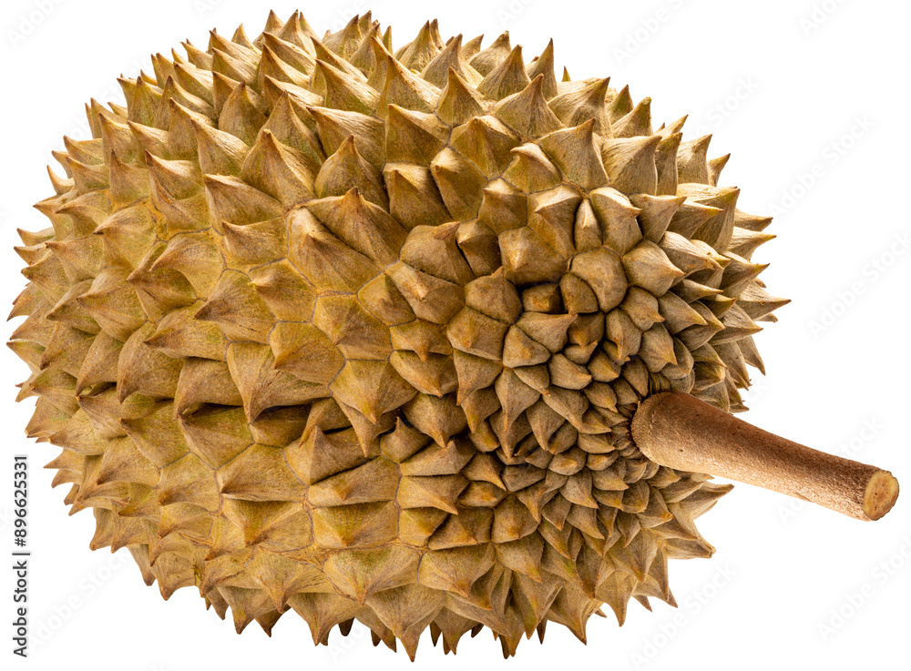 Chanee durian One of the types of Durian The King of Tropical Fruits ...