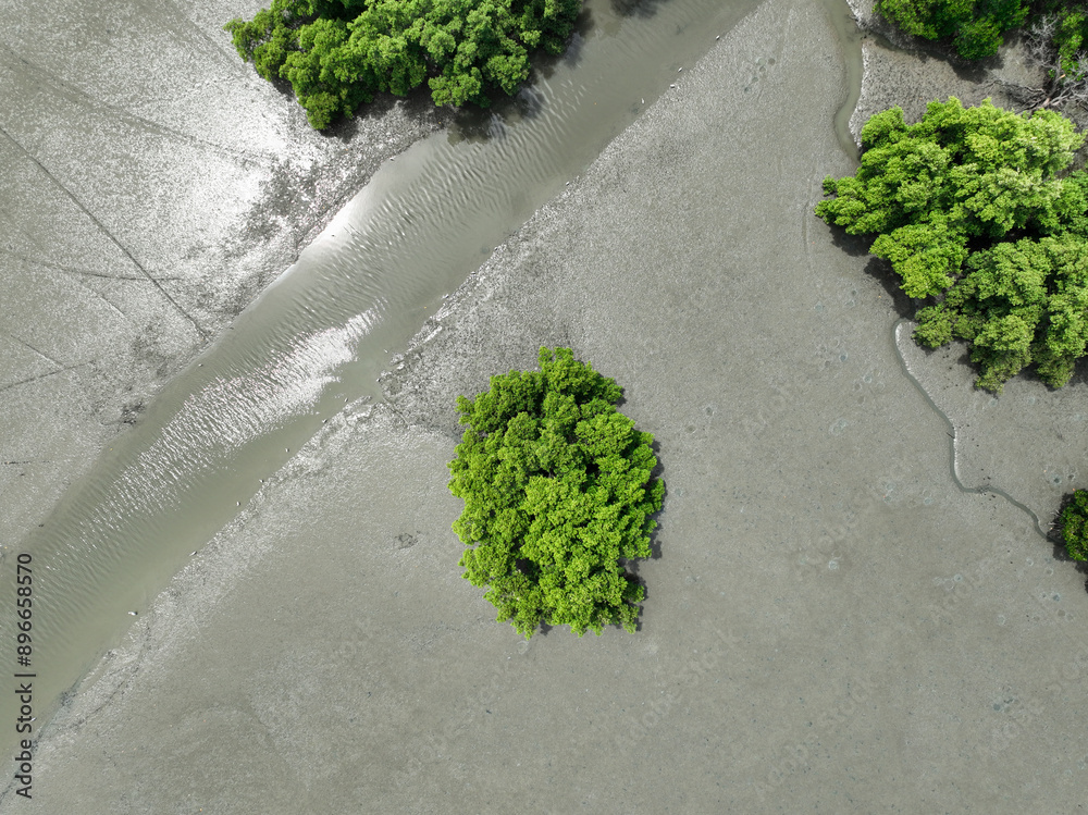 Aerial top view of green mangrove forest. Mangrove ecosystem. Natural ...