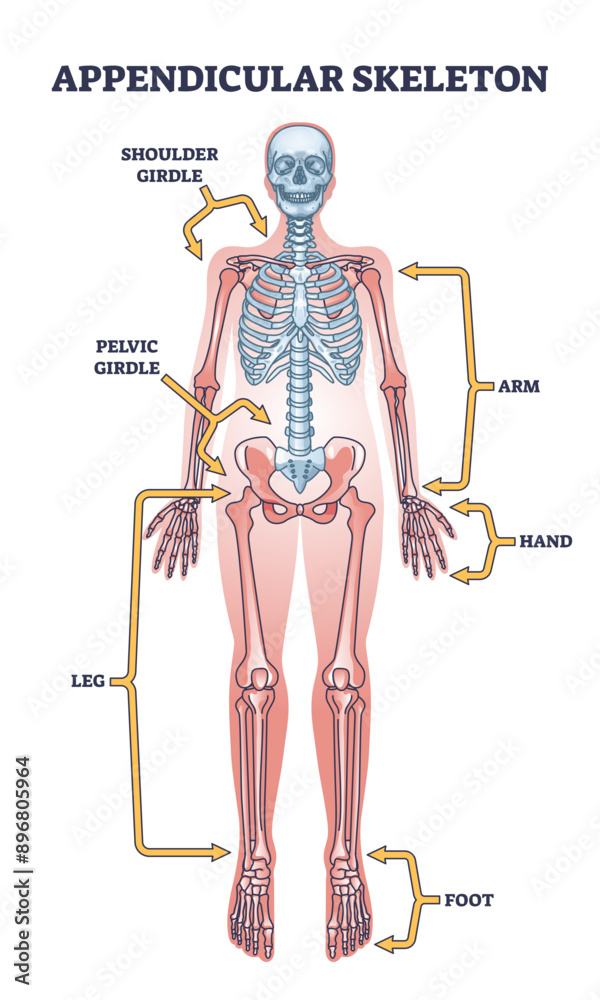Appendicular skeleton with human body skeletal system parts outline diagram, transparent ...