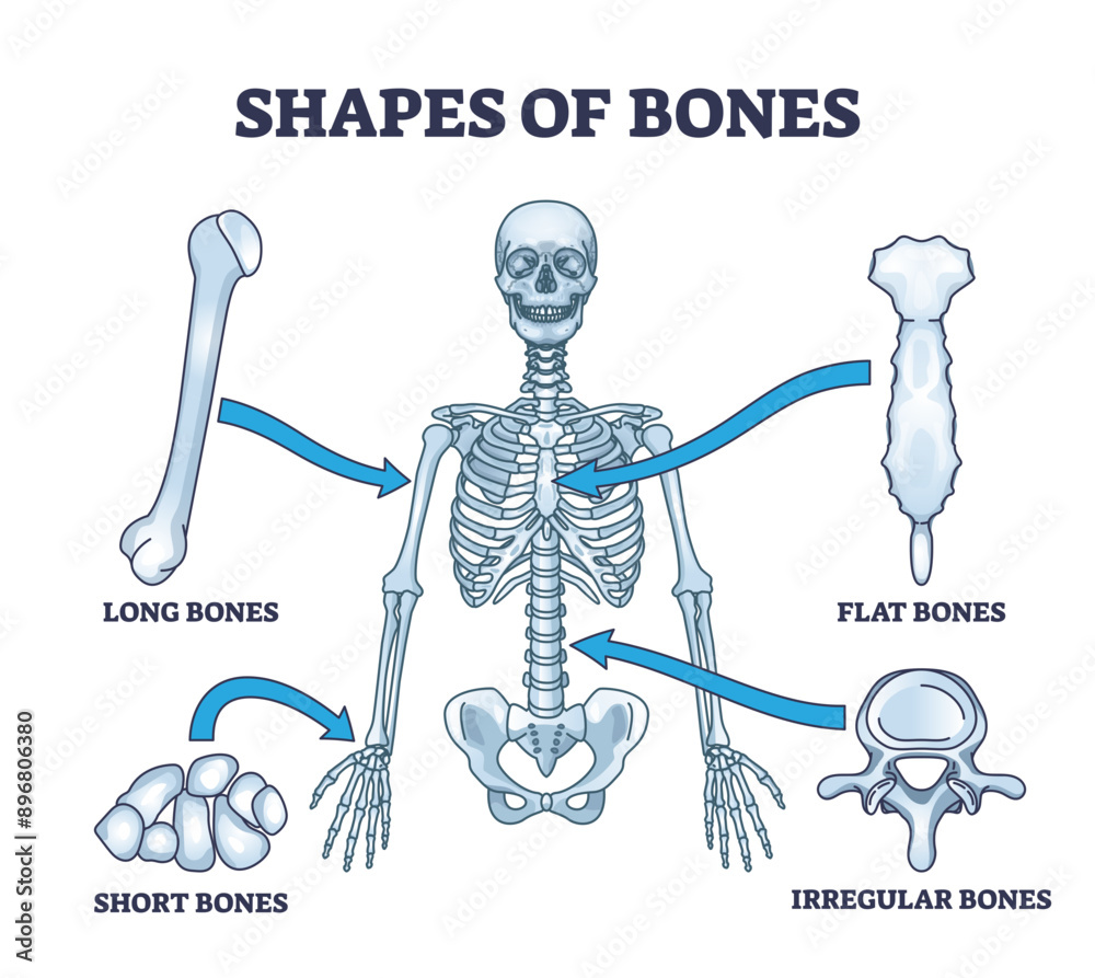 Shapes of bones with anatomical human skeleton shape division outline diagram, transparent ...