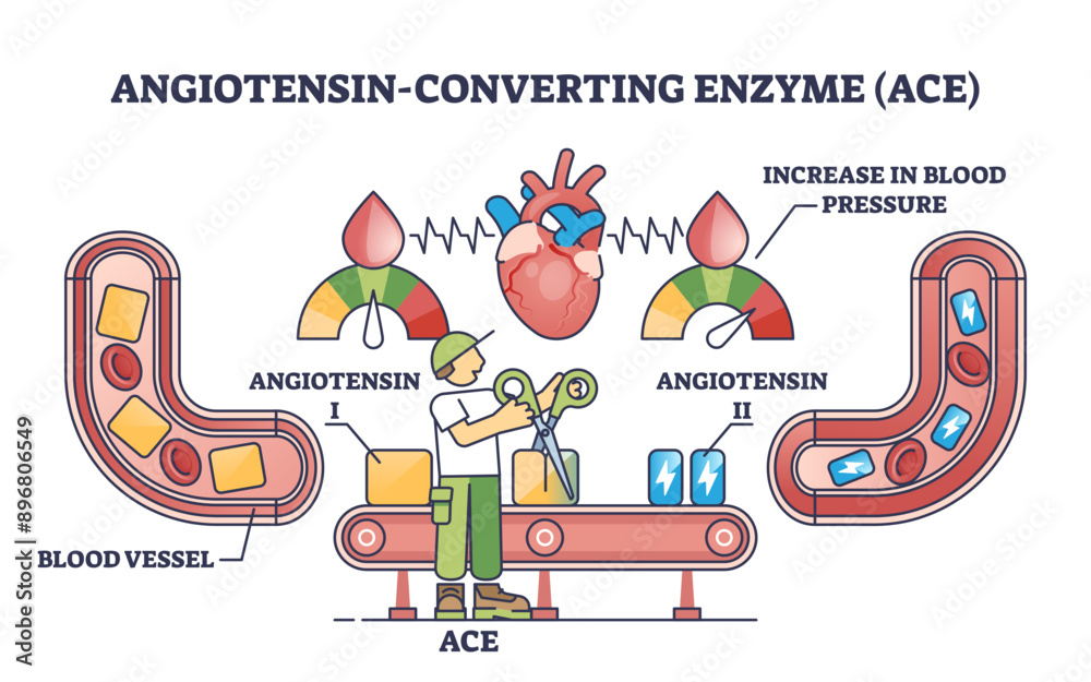 Angiotensin converting enzyme or ACE to blood vessel health outline ...