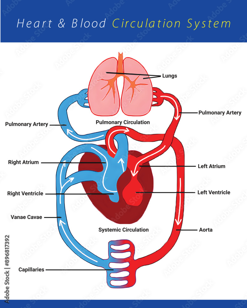 Heart & Blood Circulation System Stock Vector | Adobe Stock