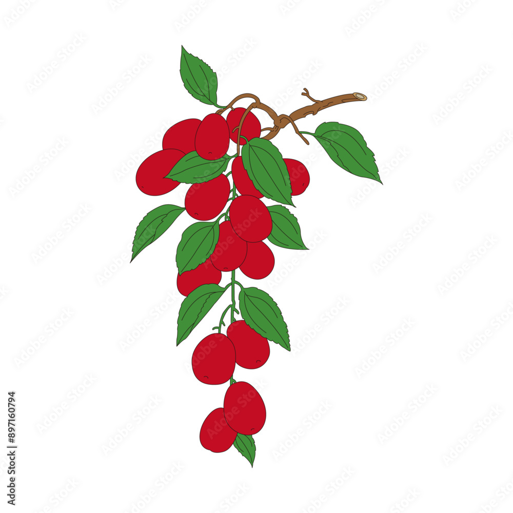 Ziziphus jujuba. Line drawing color illustration of the traditional ...