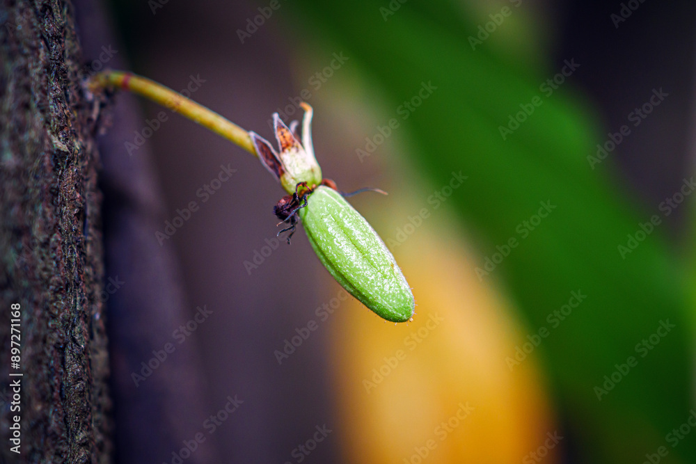 Green small Cocoa pods branch with young fruit and blooming cocoa ...