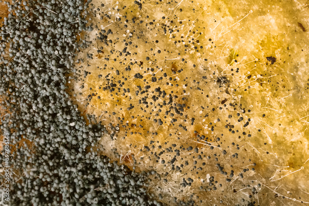 Foto de Stock Penicillin and aspergillum mold on bread. Colonies of ...