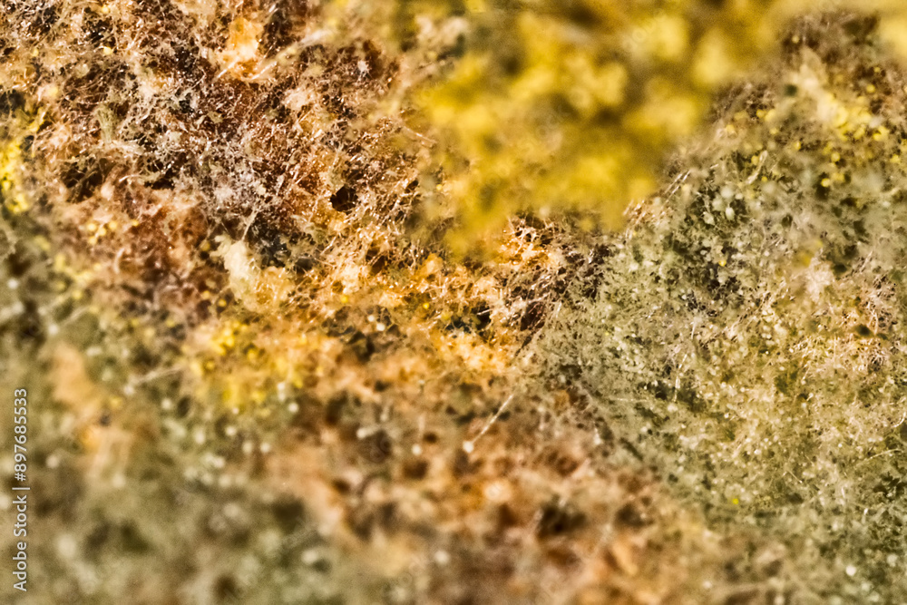 Penicillin and aspergillum mold on bread. Colonies of species of mold ...