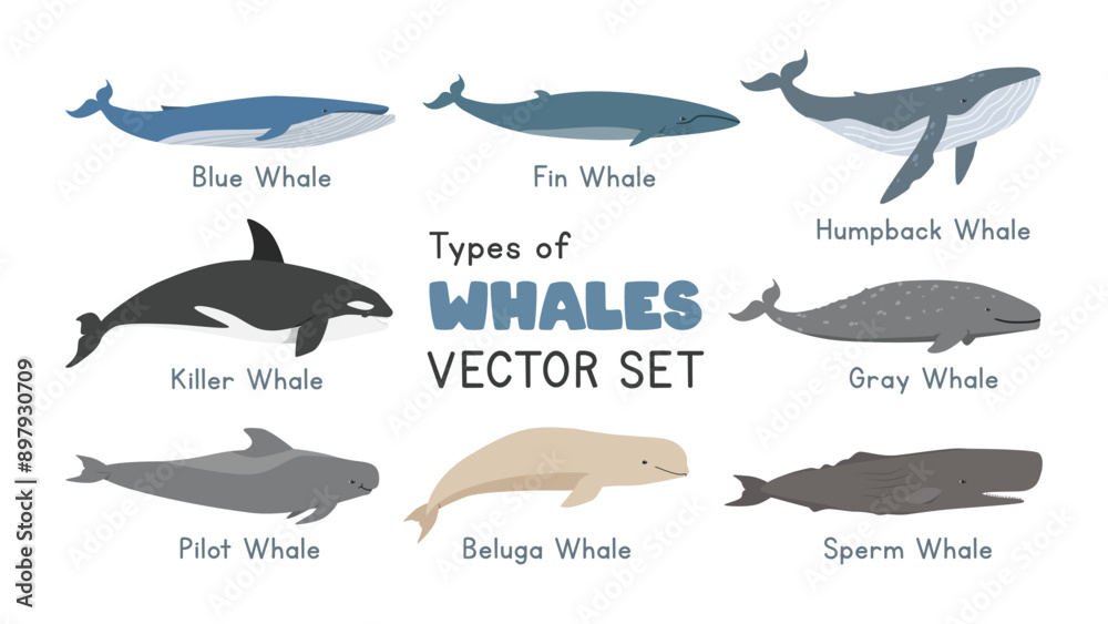 Types of Whales vector illustration set. Marine mammals cartoon clipart ...