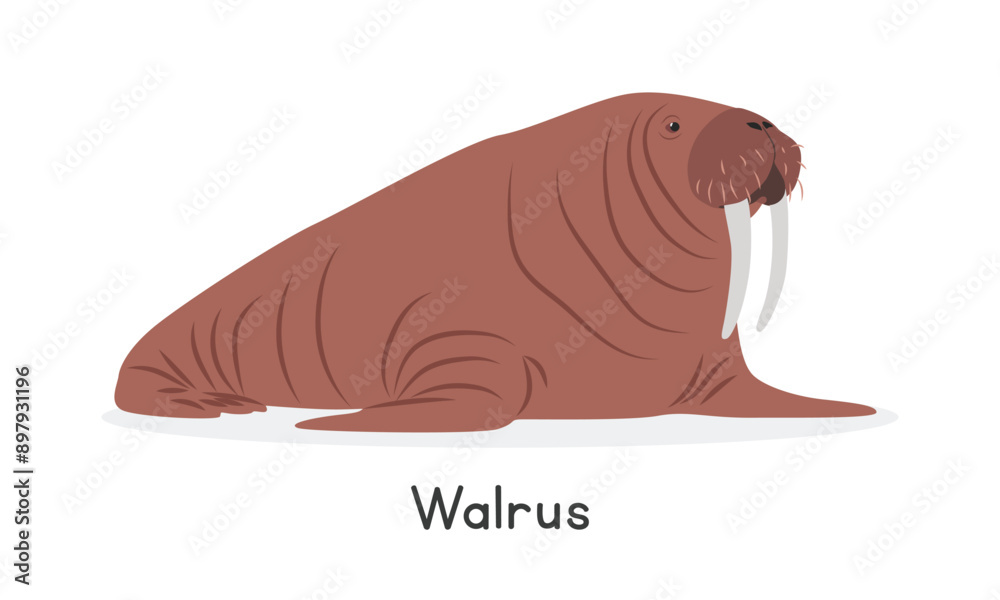 Walrus vector illustration. Brown walrus cartoon clipart, animal in ...