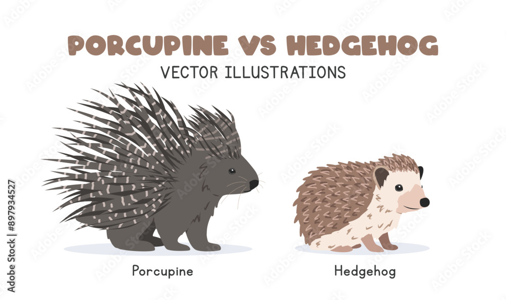 Porcupine and hedgehog comparison vector illustrations. Prickly ...