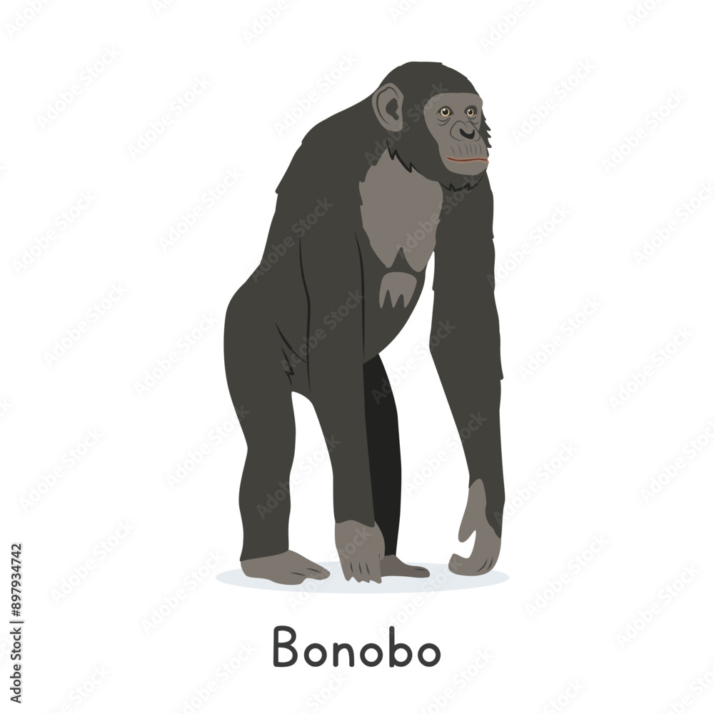Bonobo vector illustration, cartoon clipart character, animal in flat ...