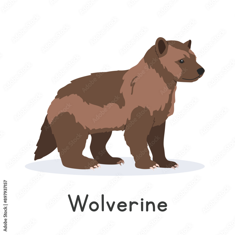 Wolverine vector illustration, cartoon clipart character, animal in ...
