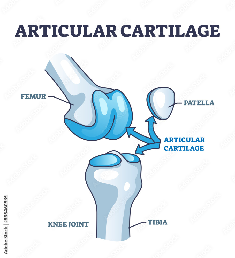 Articular cartilage structure and location in knee joint outline ...