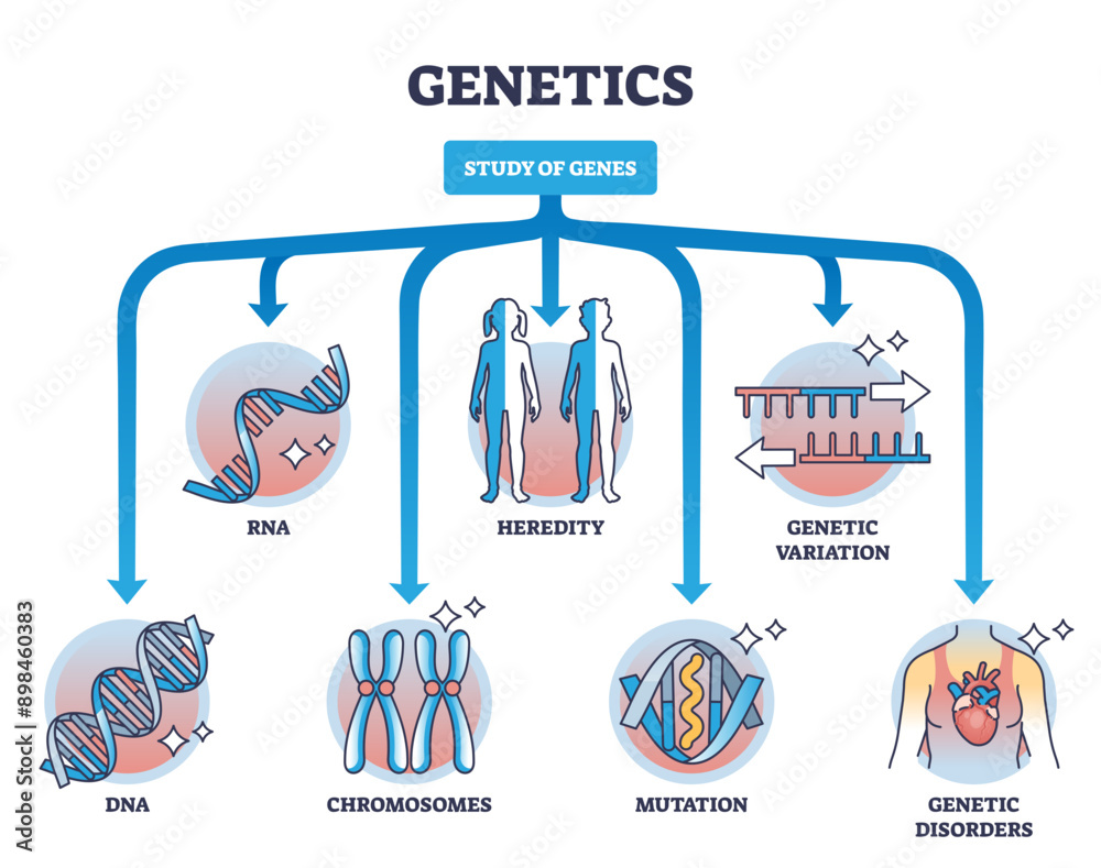 Areas of study within genetics and gene learning fields outline diagram ...