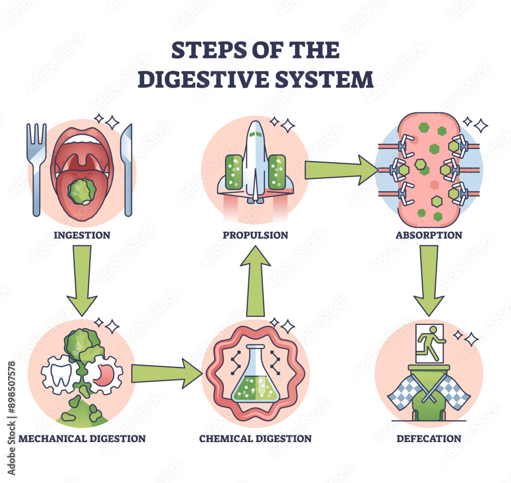 Steps of digestive system with gastric food processing outline diagram ...