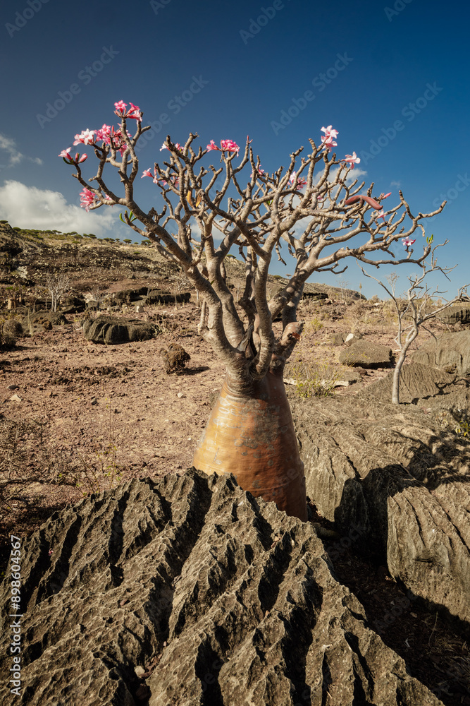 Blooming desert rose- know as bottle tree - one of the symbols of ...
