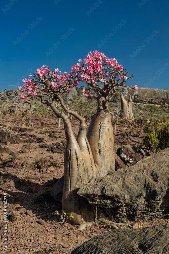 Blooming desert rose- know as bottle tree - one of the symbols of ...