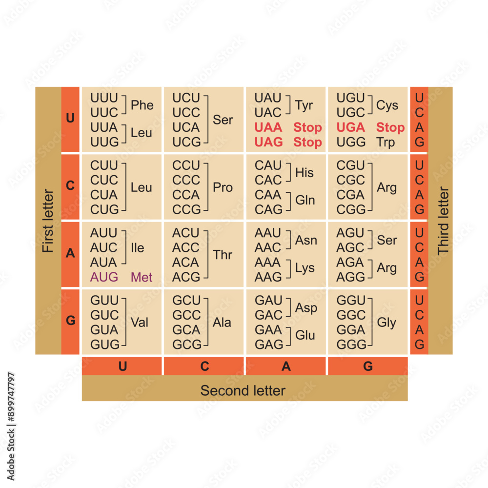 Table of RNA Codons - Genetic biological code of amino acids. Amino ...