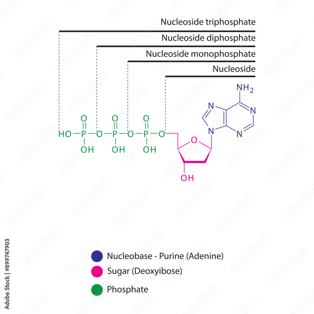Diagram of nucleoside - Deoxyadenosine mono, di and trip phosphate ...