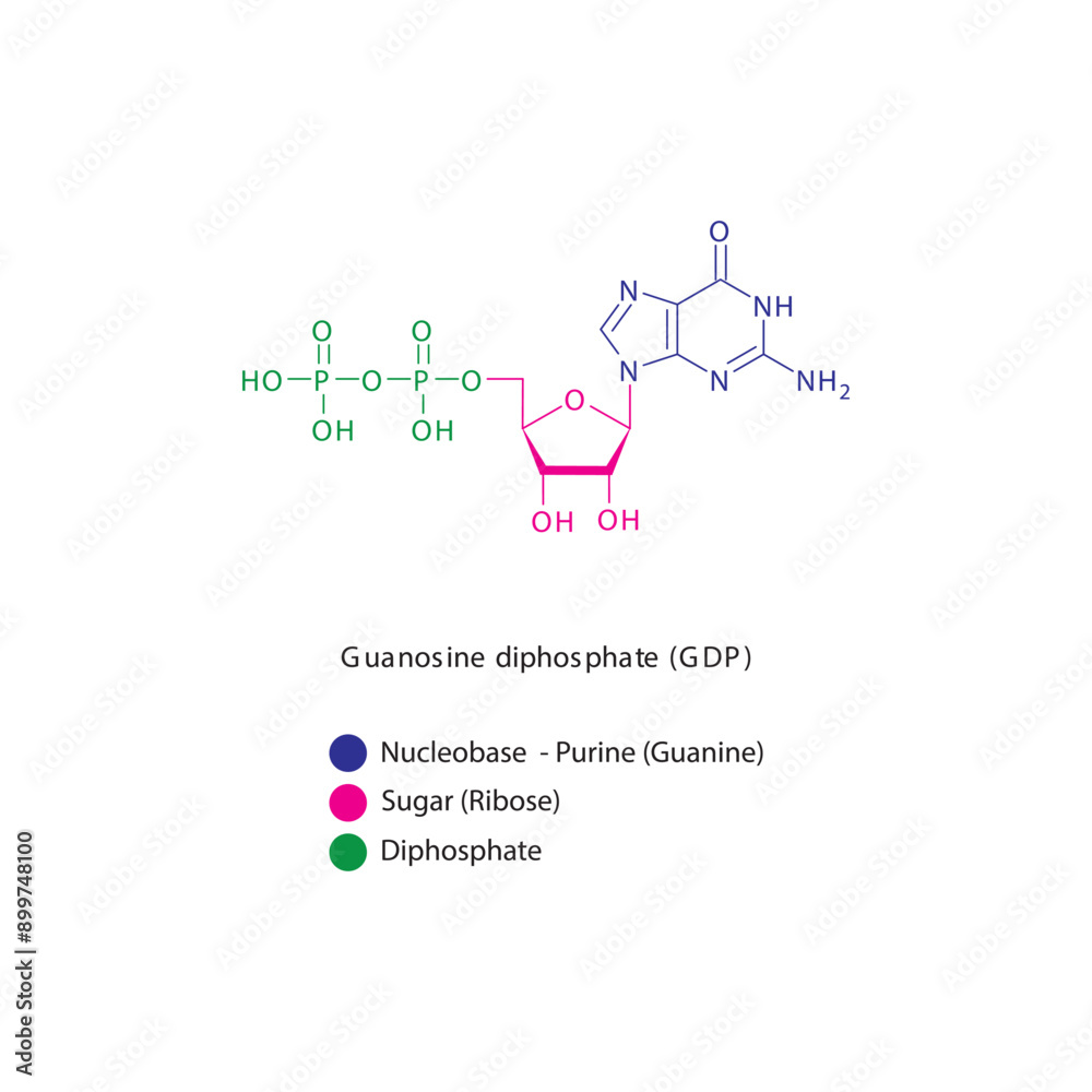 Guanosine diphosphate (GDP) skeletal structure schematic illustration ...