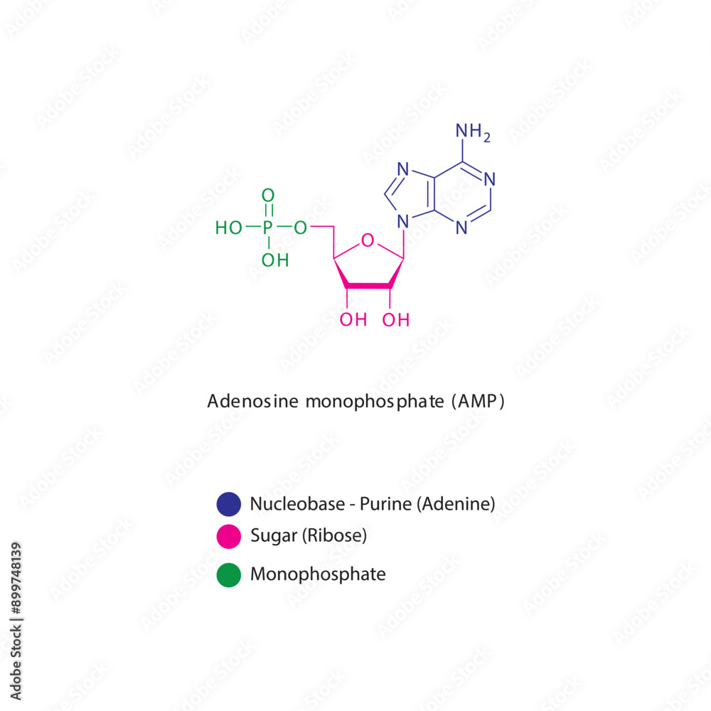 Adenosine monophosphate (AMP) skeletal structure schematic illustration, Nucleotide molecule ...