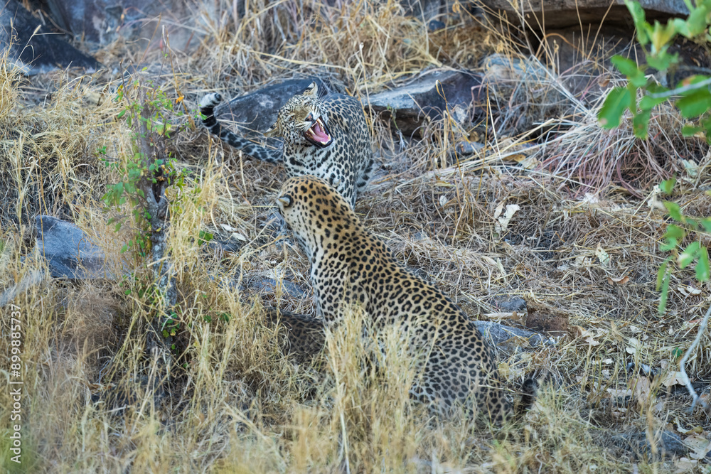 Mating leopards. Africa wildlife. Panthera leopard, Panthera pardus ...