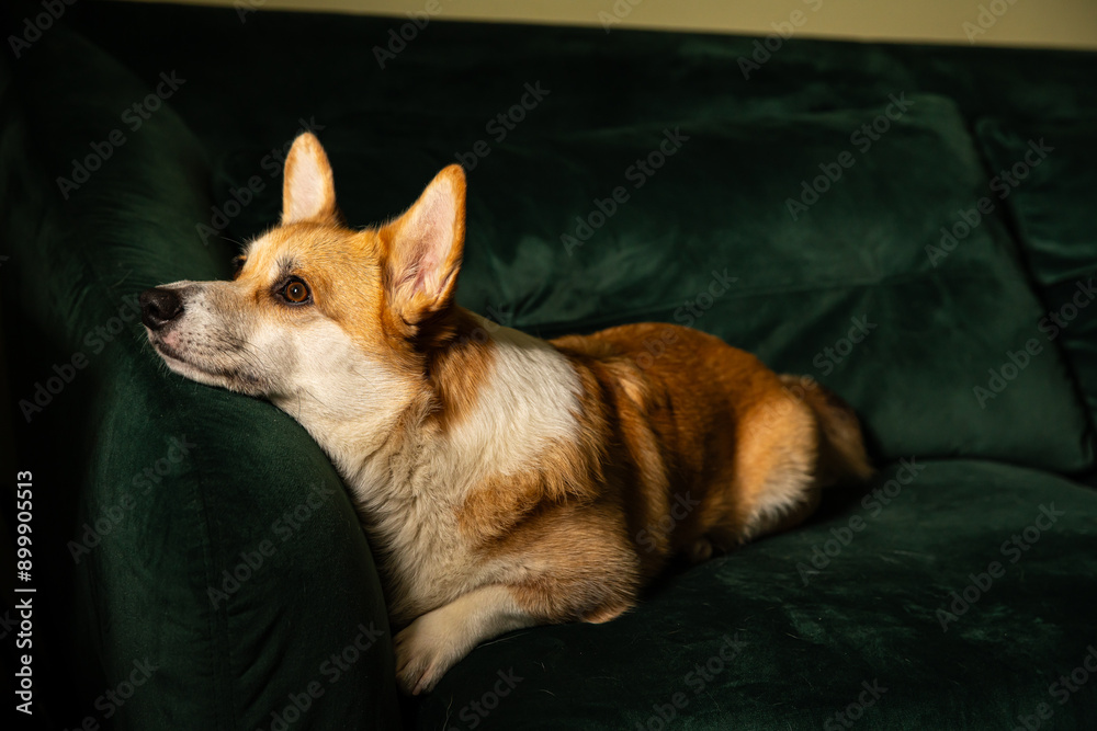 Young red male Pembroke Welsh corgi with naturally short tail laying ...