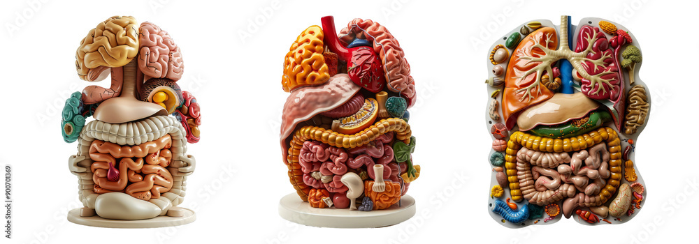 Human internal organs anatomy isolated on transparent background Stock ...