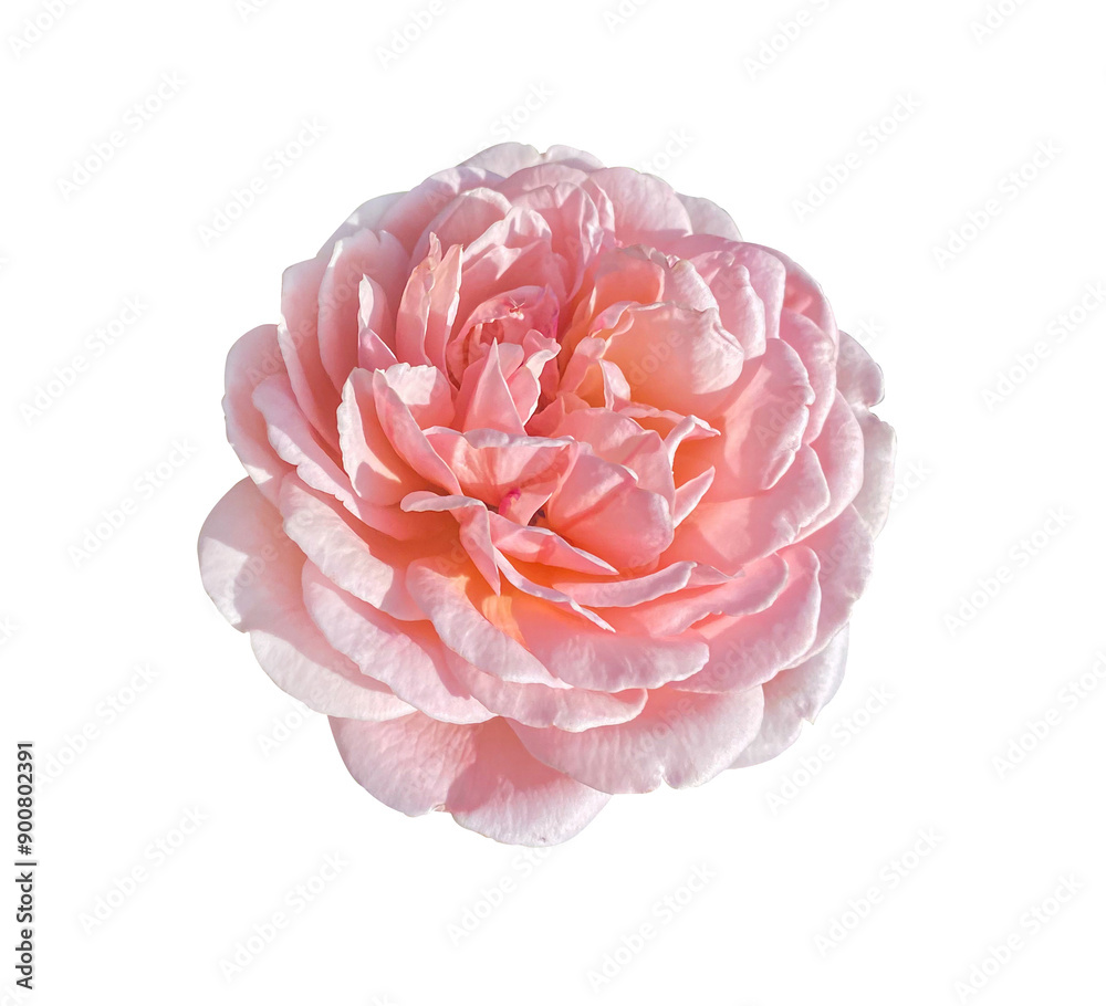 Rosa centifolia, rose of Provence, cabbage or okka rose. Pink rose in ...