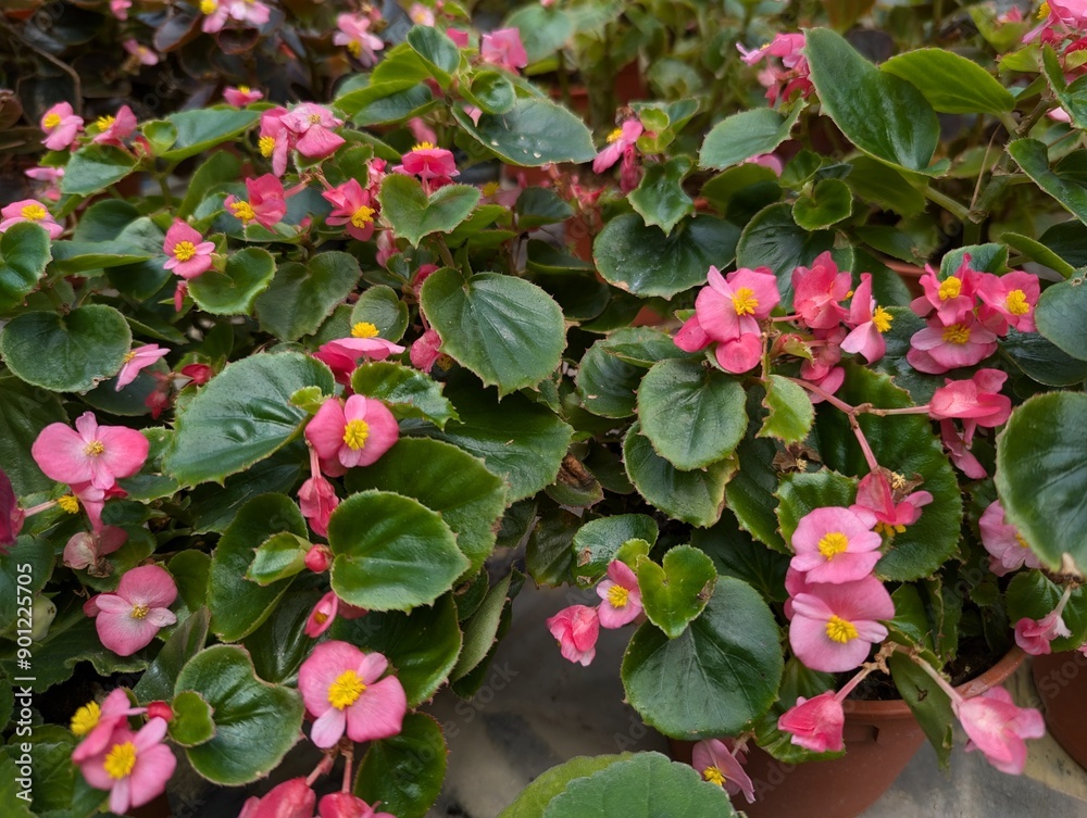 Pots of sweet light pink flowers and hairy green leaves of Surefire ...