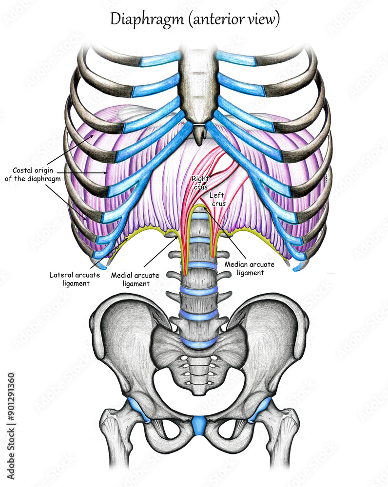 Diaphragm and vertebral Column anterior view labeled Stock Illustration ...