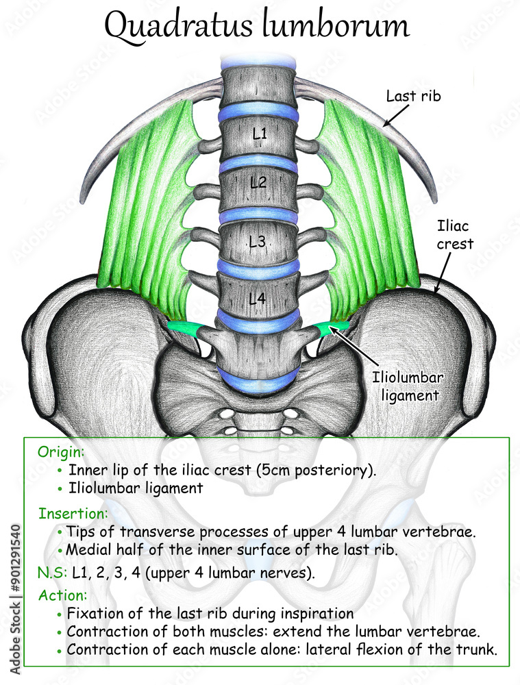 Quadratus lumborum muscle muscles of posterior abdominal wall Stock ...