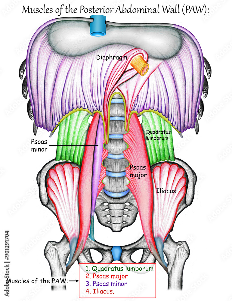 Diaphragm And Muscles Of Posterior Abdominal Wall Psoas Major Psoas Minor Quadratus Lumborum