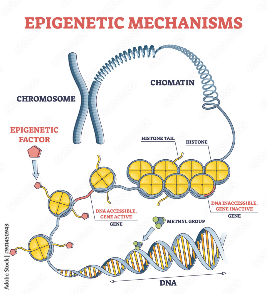 Epigenetic mechanisms as DNA acid gene protein expression in outline ...