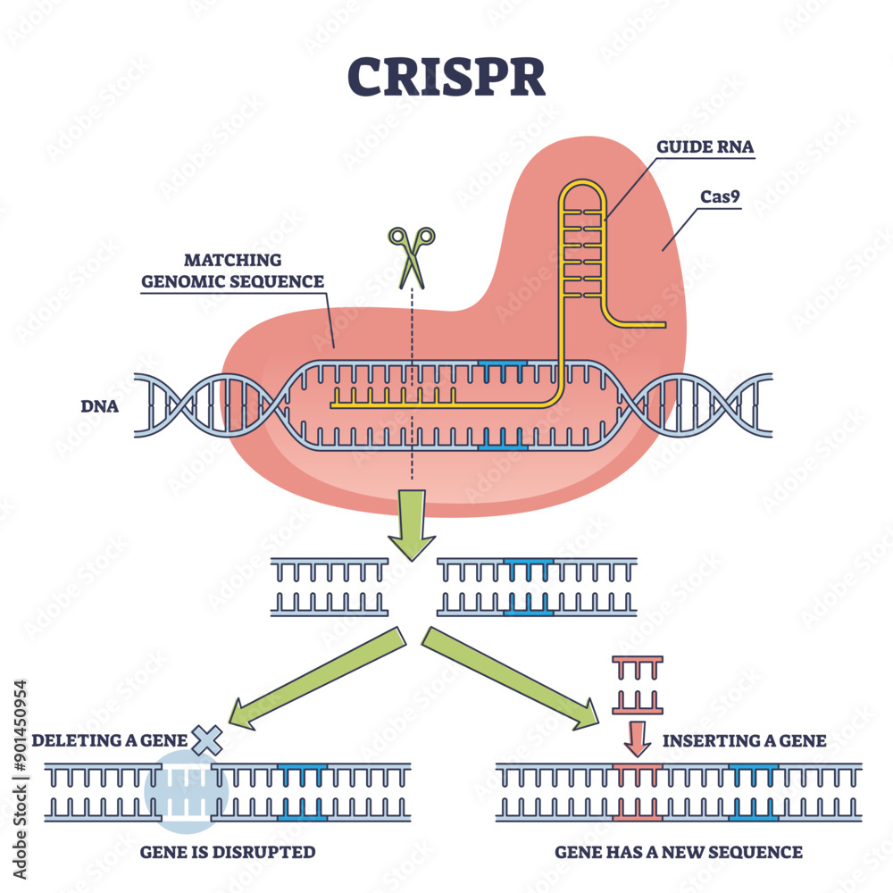 CRISPR as genetic DNA sequence engineering with gene mutation outline ...
