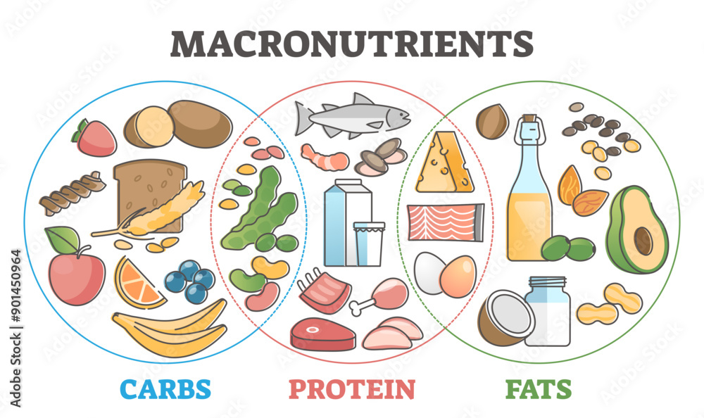 Macronutrients educational diet scheme with carbs, protein and fats ...