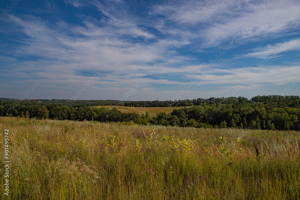field covered with tall grass, trees in the distance and a blue sky ...