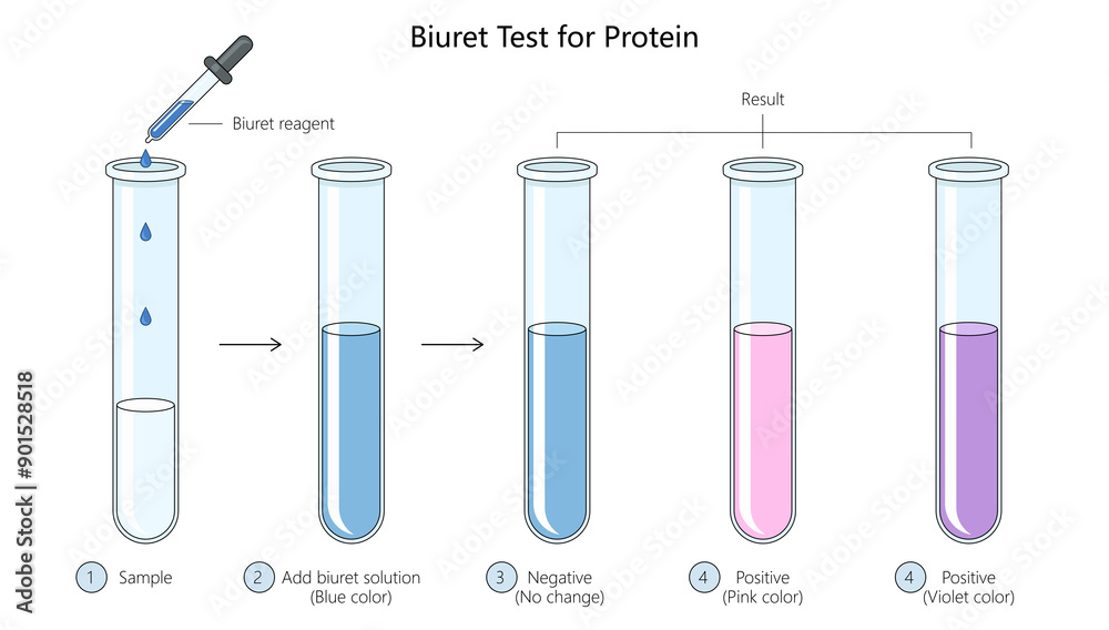 biuret test for protein, showing step-by-step procedure and results ...