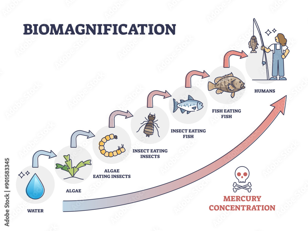 Biomagnification with toxic and poisonous mercury concentration outline ...