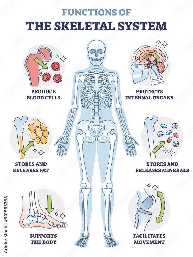 Skeletal system functions or bone anatomical functionality outline ...