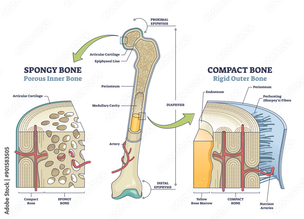 Spongy vs compact bone comparison with anatomical structure outline ...